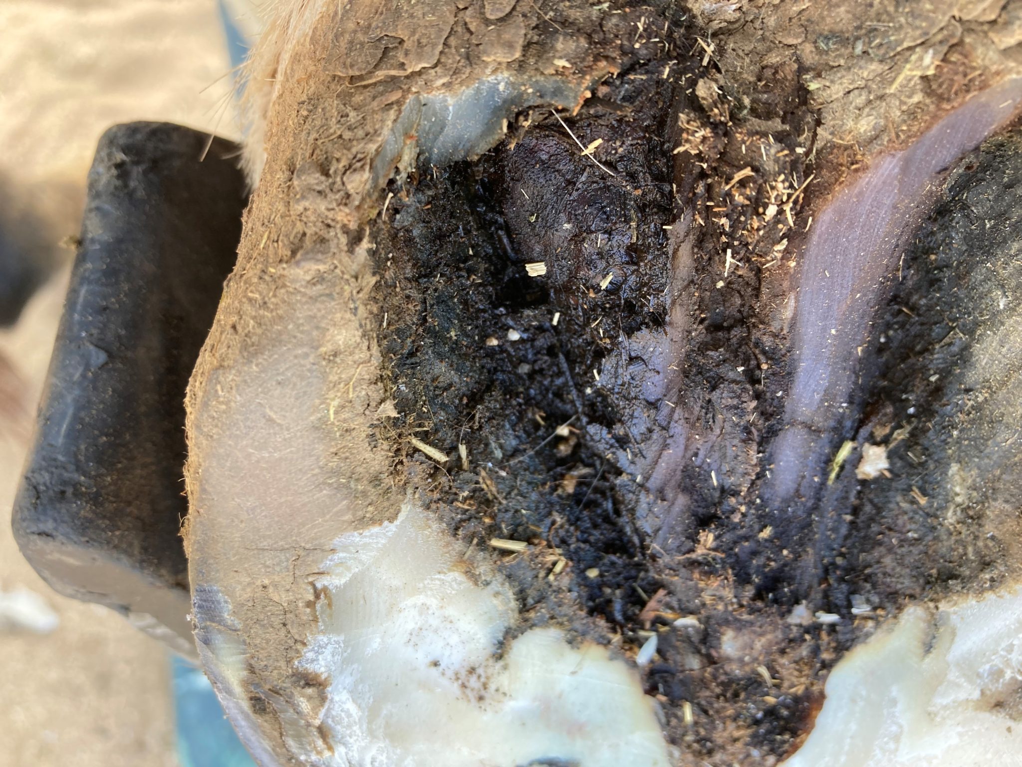 Horse Thrush In Horse's Frog - The Outlaw Thrush Stuff